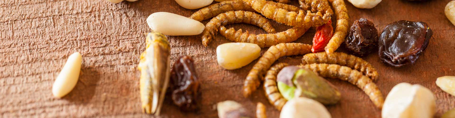 Wellness trend: are insects poised to finally take off as a health and ...